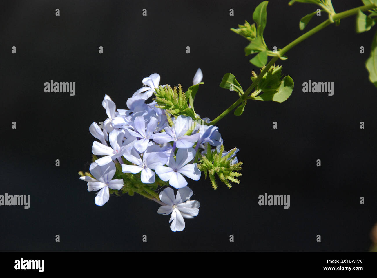 Closeup plumbago flowers hi-res stock photography and images - Alamy