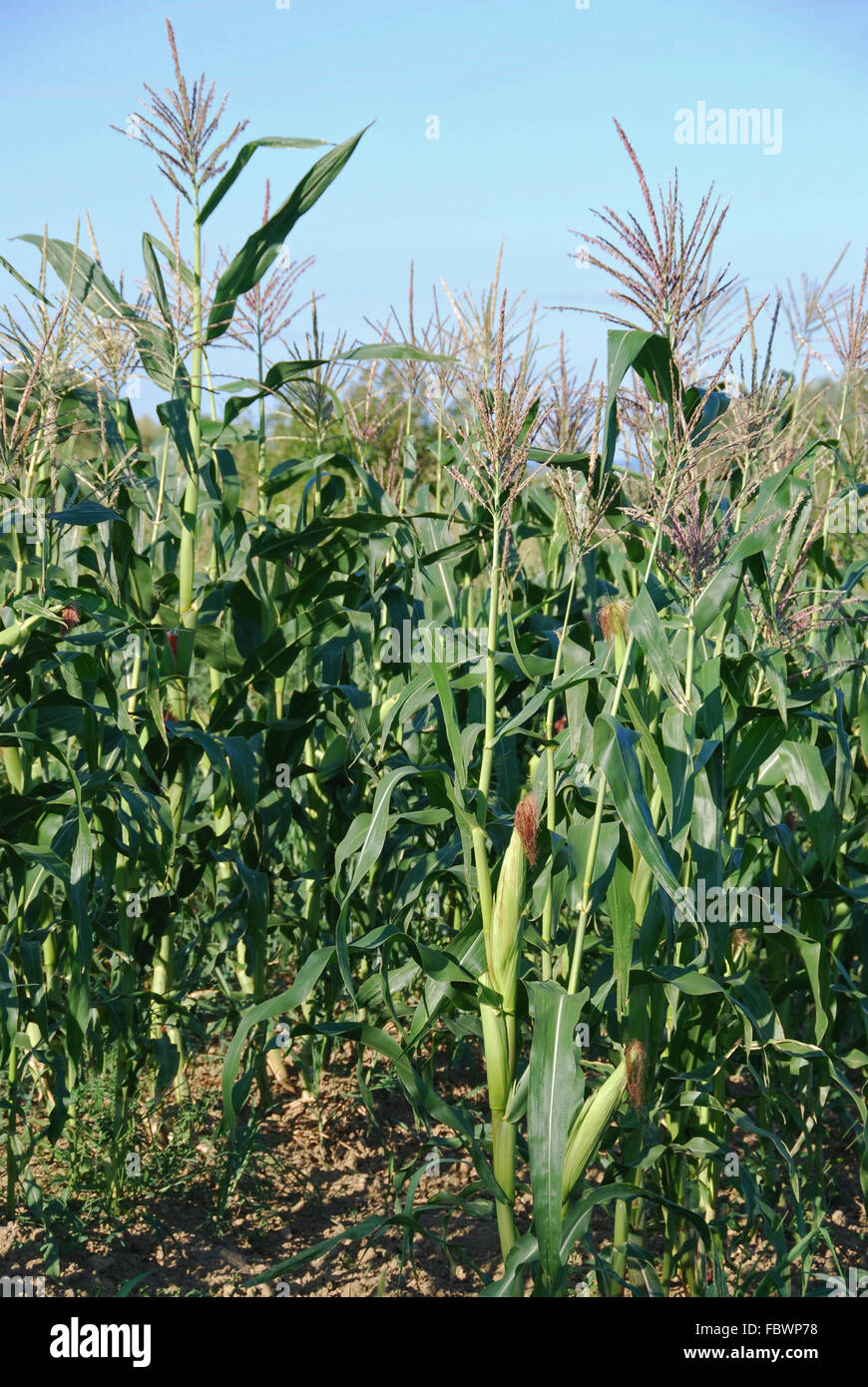 Field of maize Stock Photo - Alamy