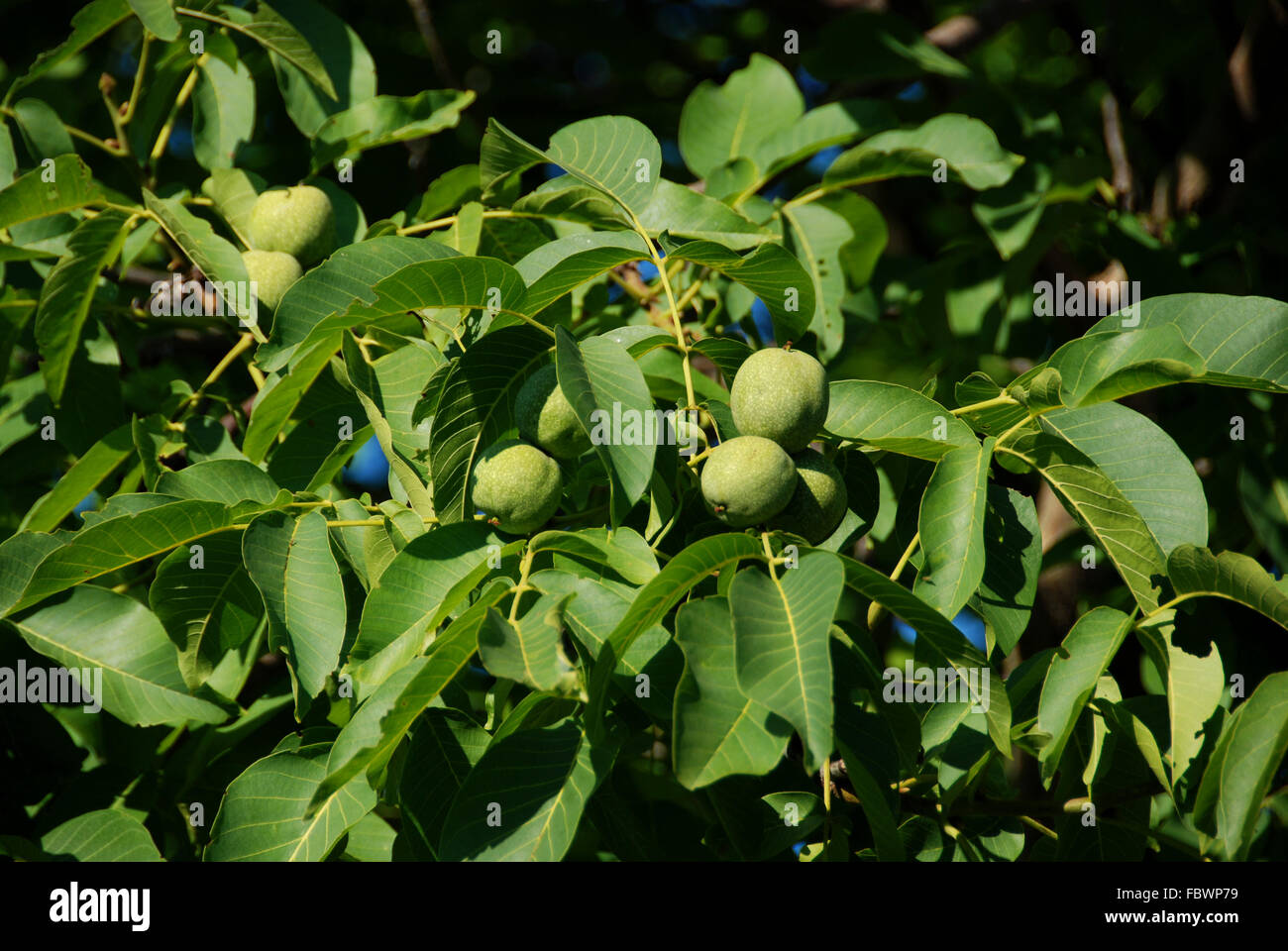 Walnut cultivation hi-res stock photography and images - Alamy