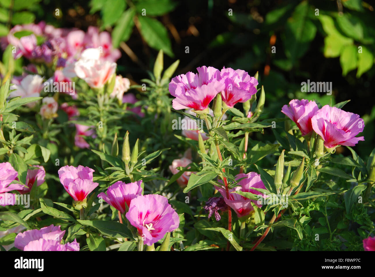 Godetia flower hi-res stock photography and images - Alamy