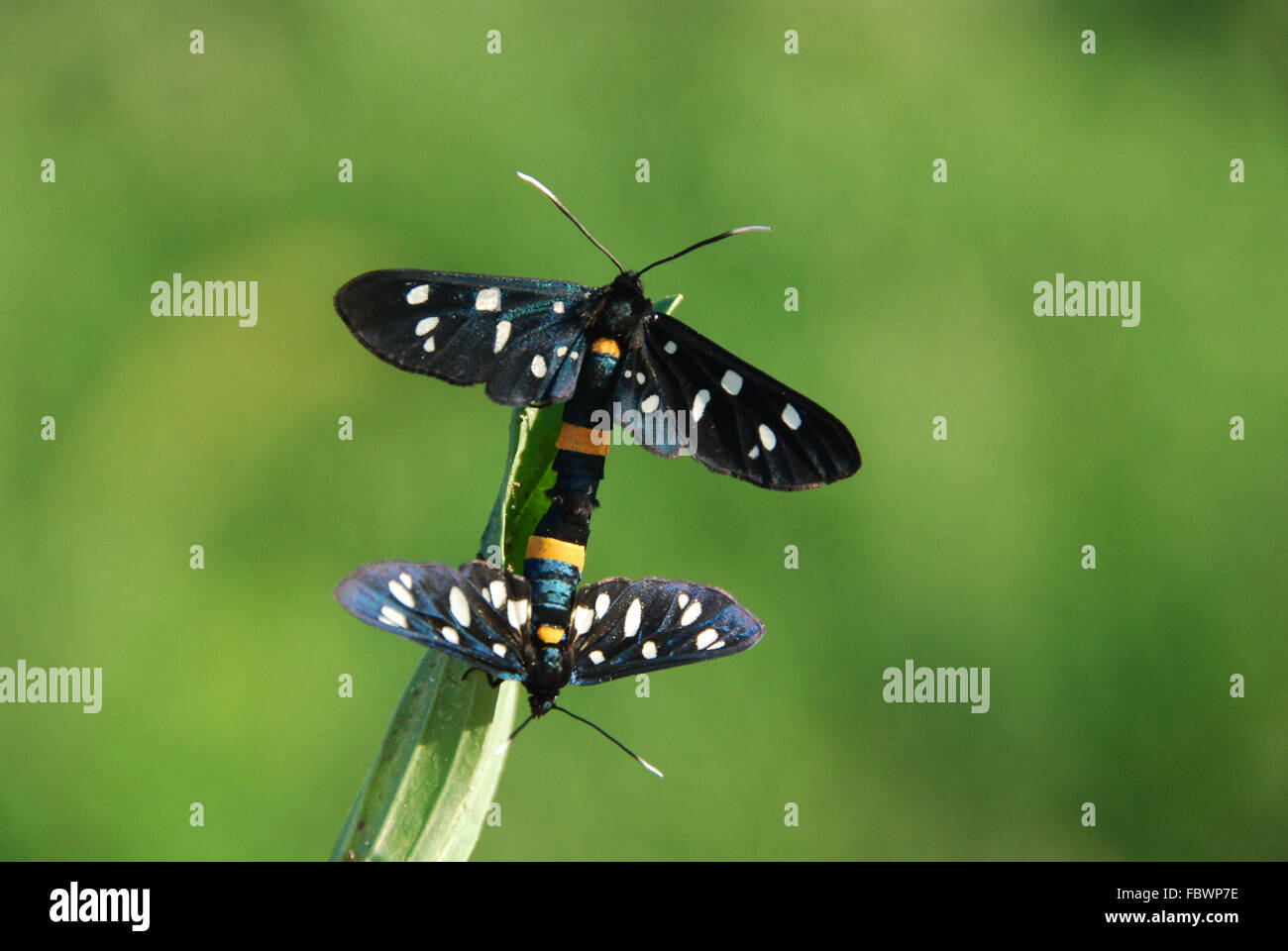 Butterfly two spots hi-res stock photography and images - Alamy