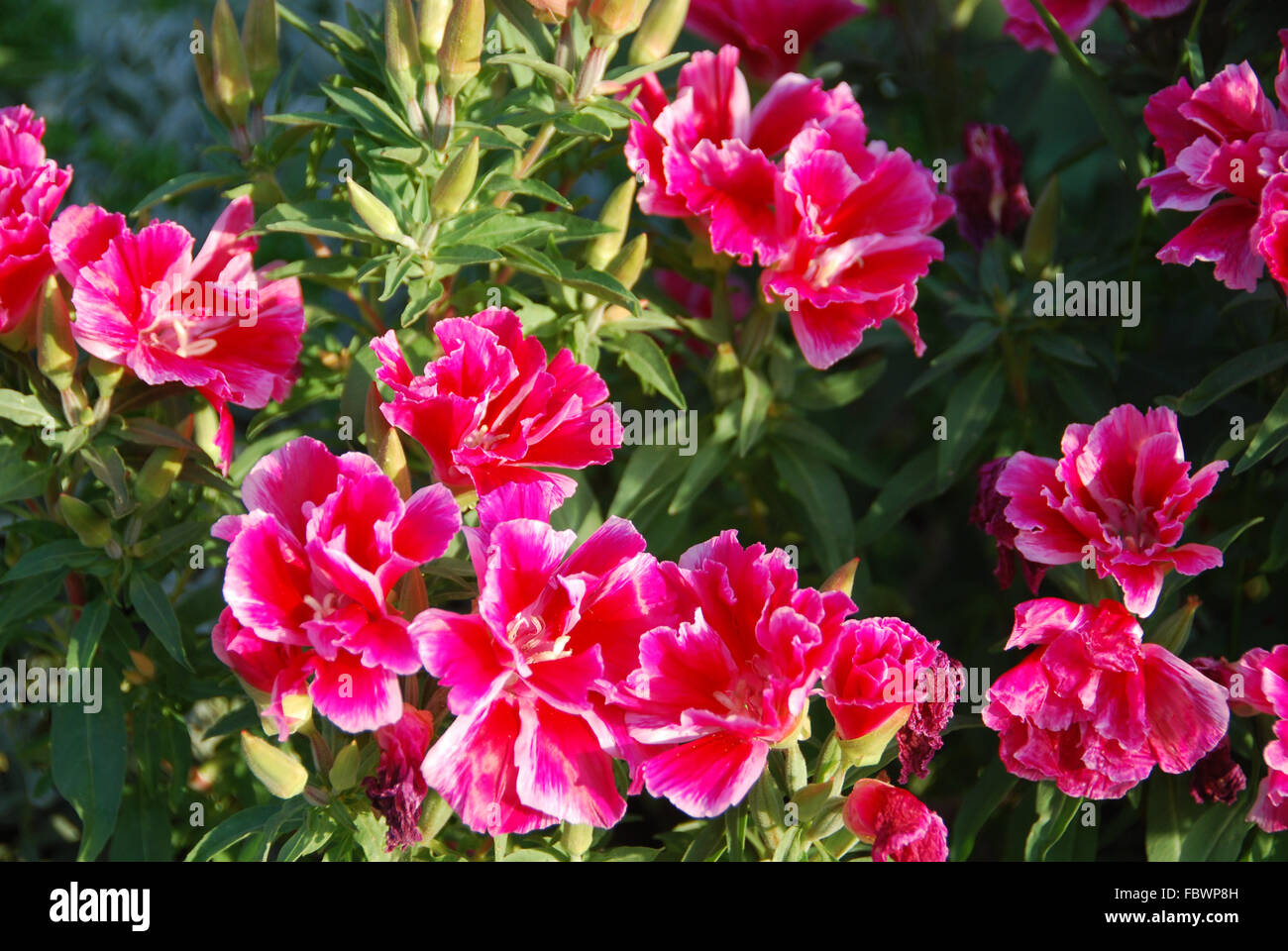 Godetia flower hi-res stock photography and images - Alamy