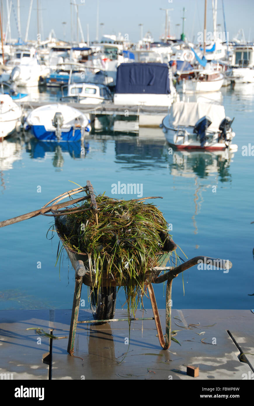 Seaweed cleaning hi-res stock photography and images - Alamy