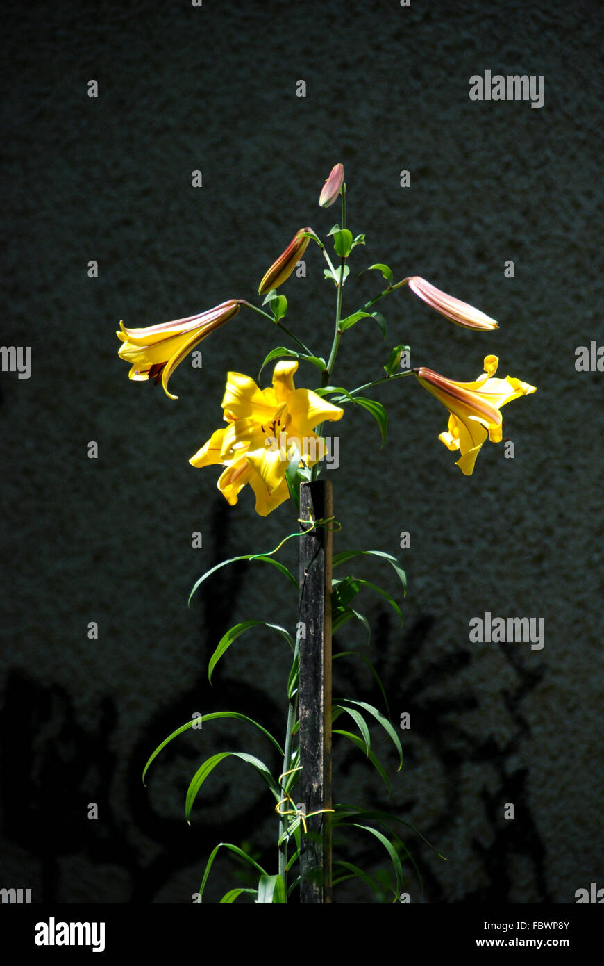 Yellow lily and graffiti Stock Photo - Alamy