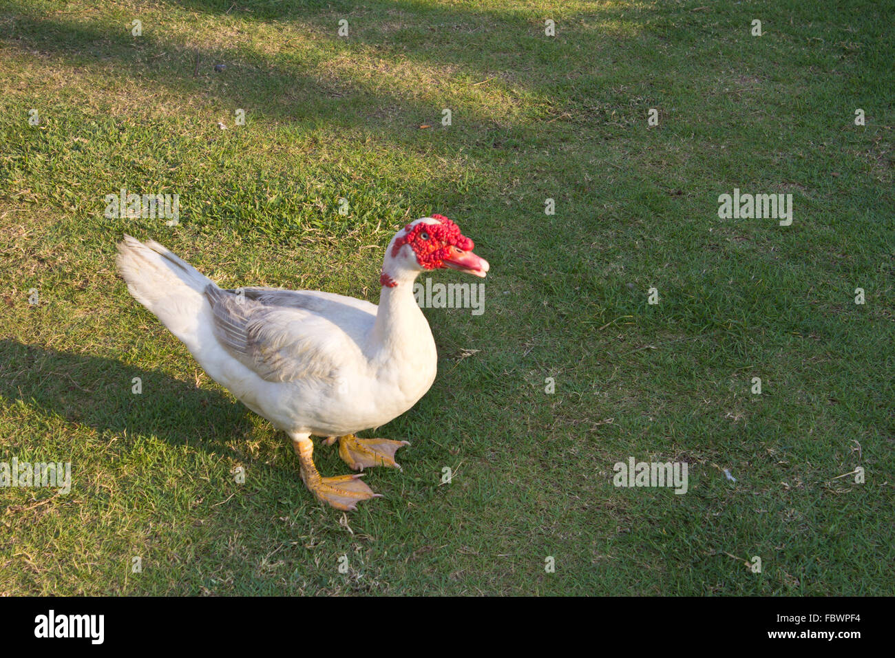 Muscovy Drake High Resolution Stock Photography and Images - Alamy