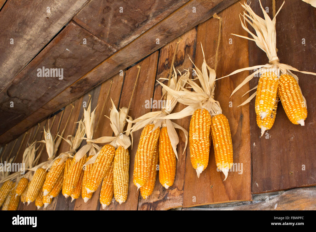 Old maize plant hi-res stock photography and images - Alamy