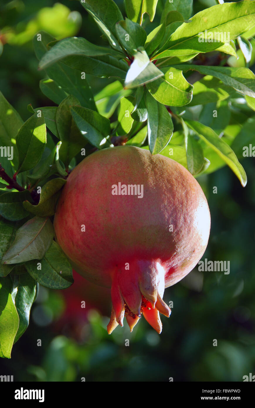 Ornamental pomegranate tree hi-res stock photography and images - Alamy