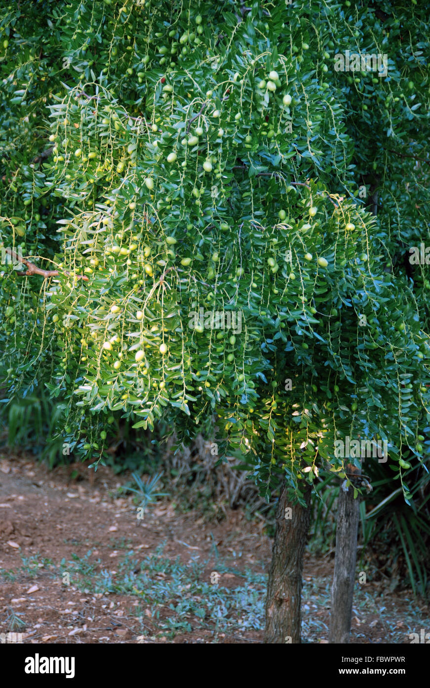 Zizyphus jujuba tree Stock Photo - Alamy
