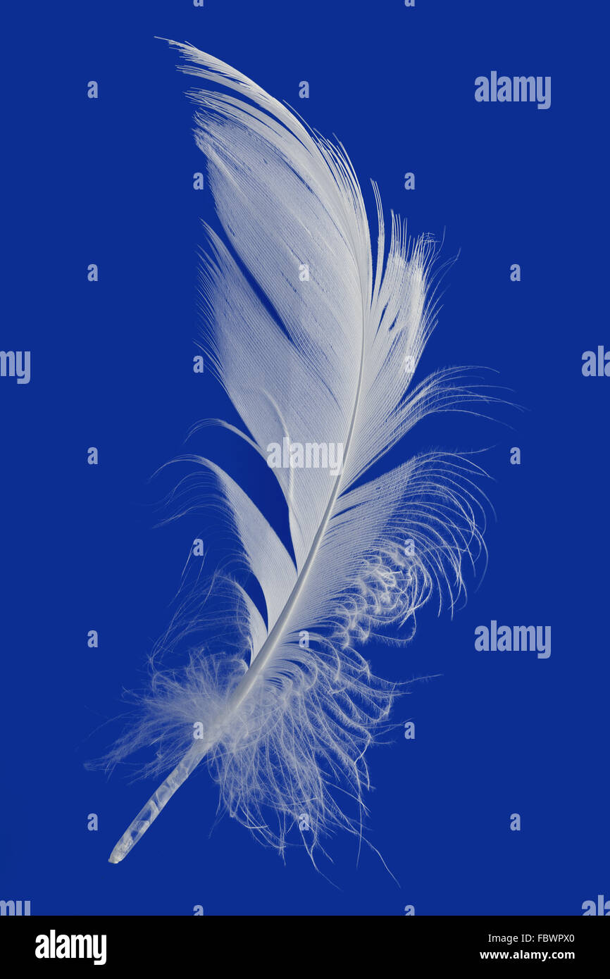 Feather Cut Out Stock Photo - Alamy