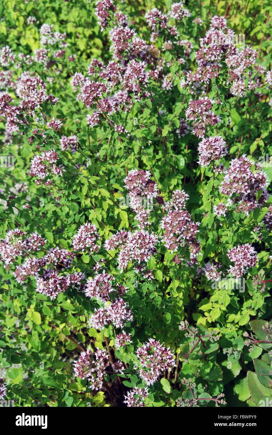 Common origanum hi-res stock photography and images - Alamy