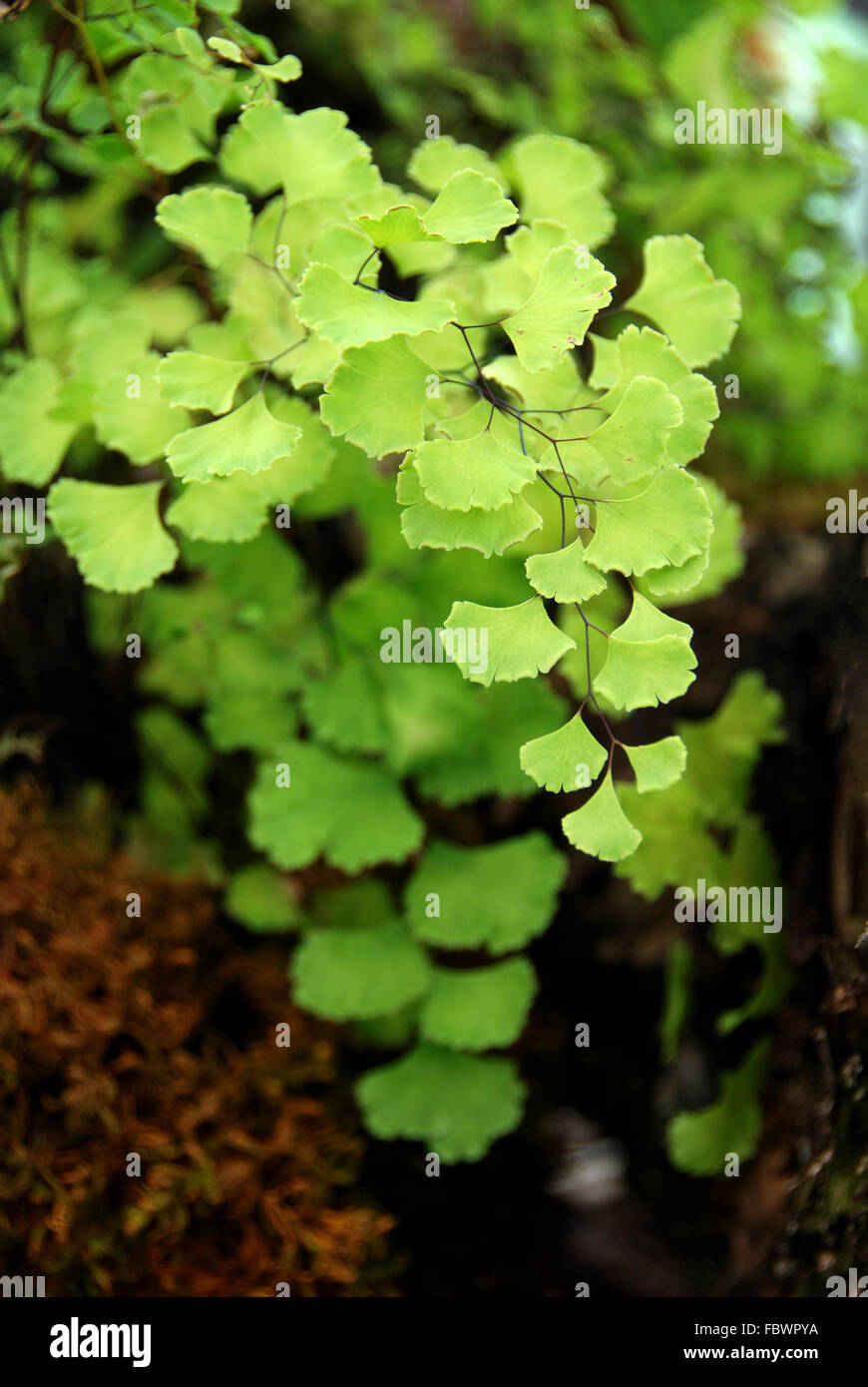 Adiantum raddianum hi-res stock photography and images - Alamy