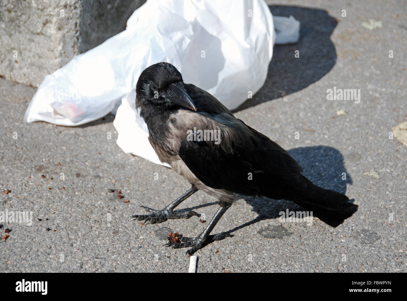 Crow detail hi-res stock photography and images - Alamy