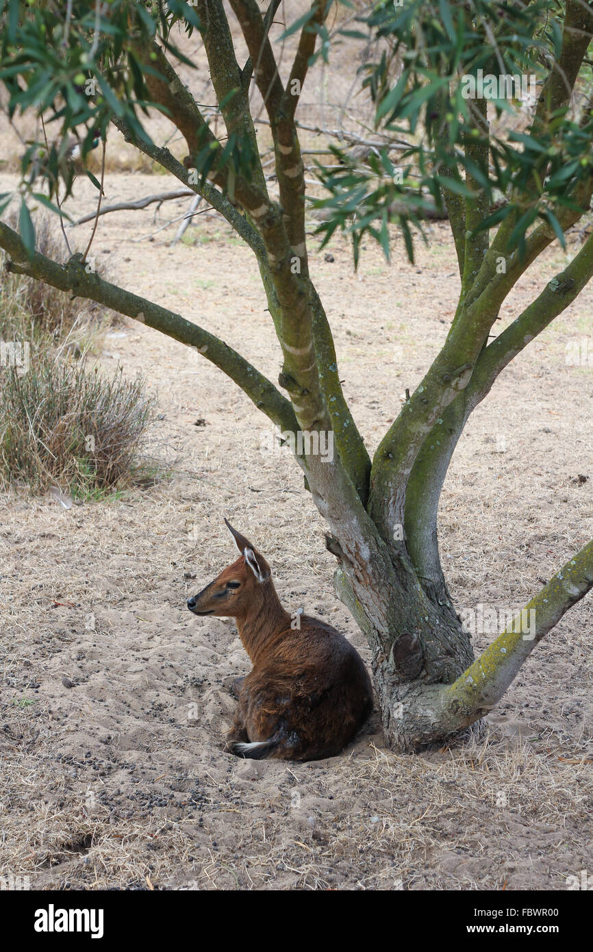 Klipspringer hi-res stock photography and images - Alamy