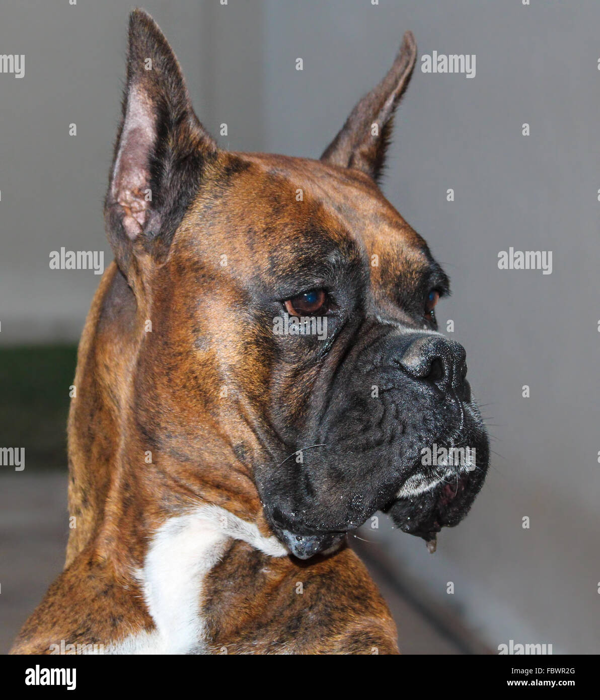 Dog types hi-res stock photography and images - Alamy