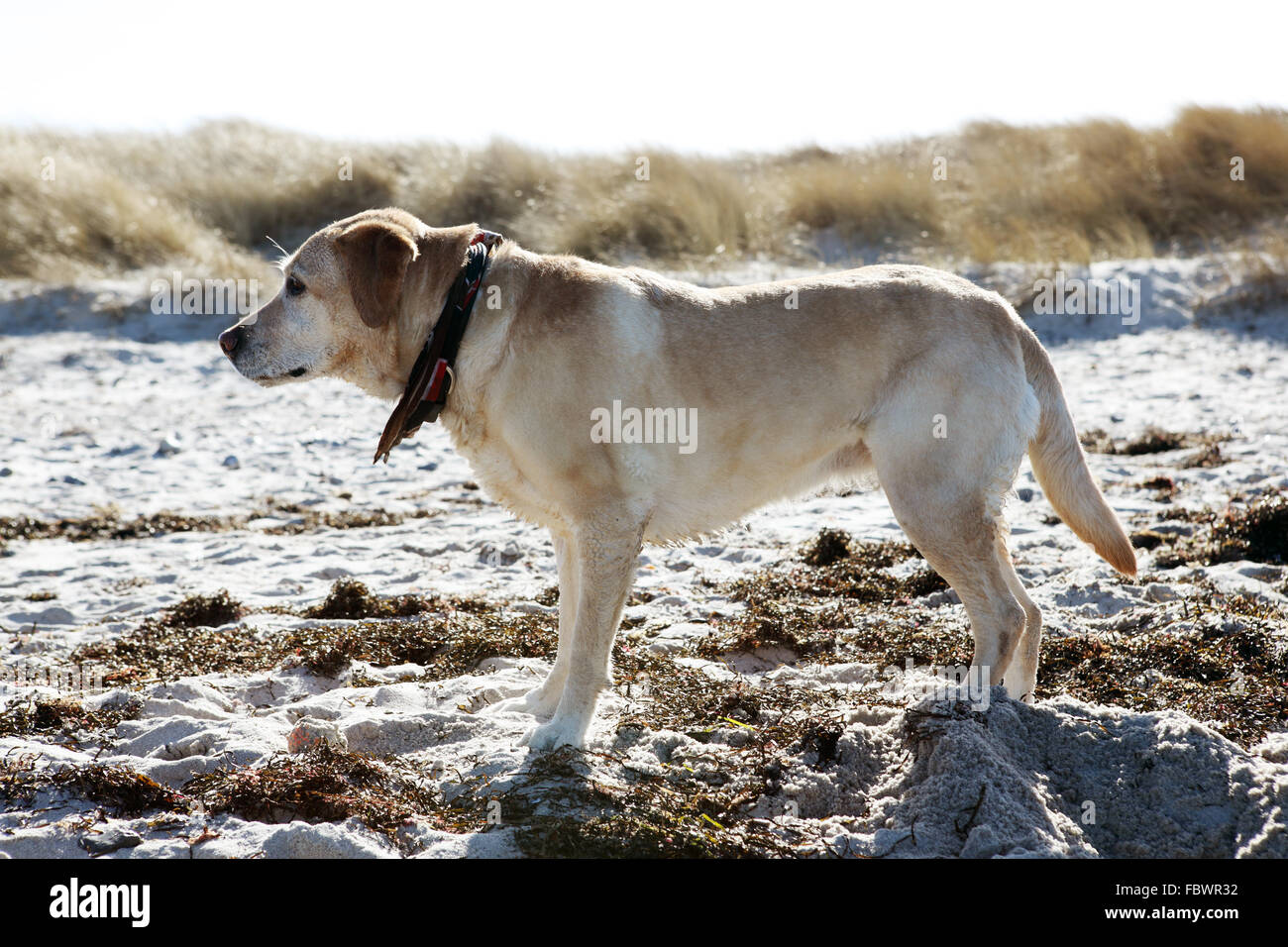 labrador at the beach Stock Photo - Alamy