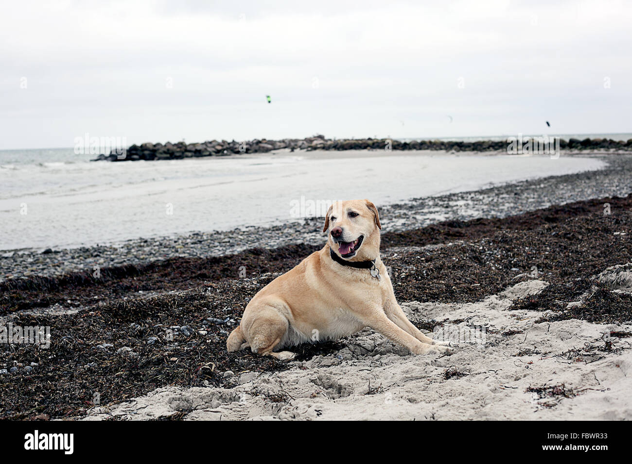 labrador at the beach Stock Photo - Alamy