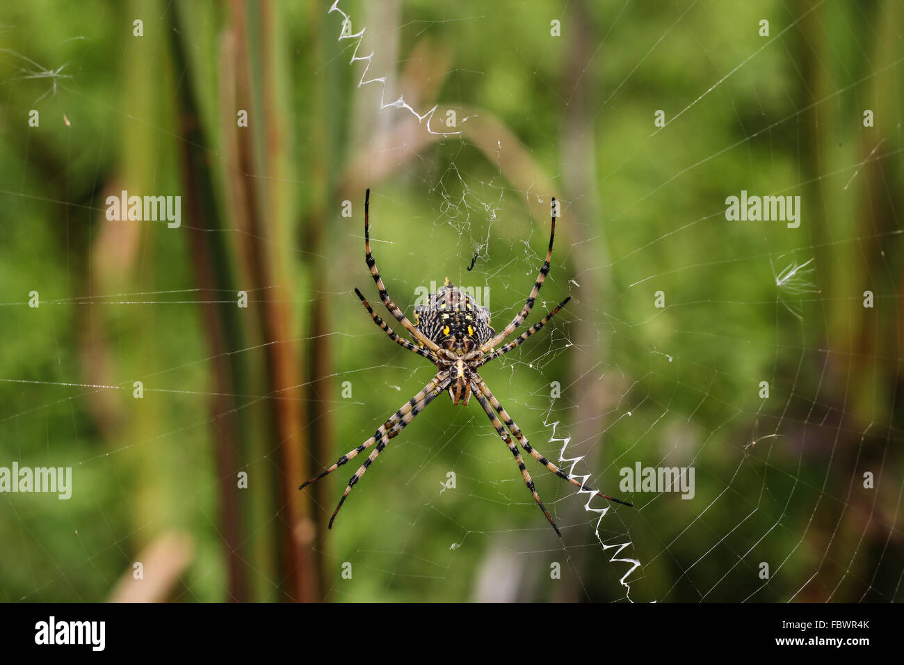 Spider on a spiderweb Stock Photo - Alamy
