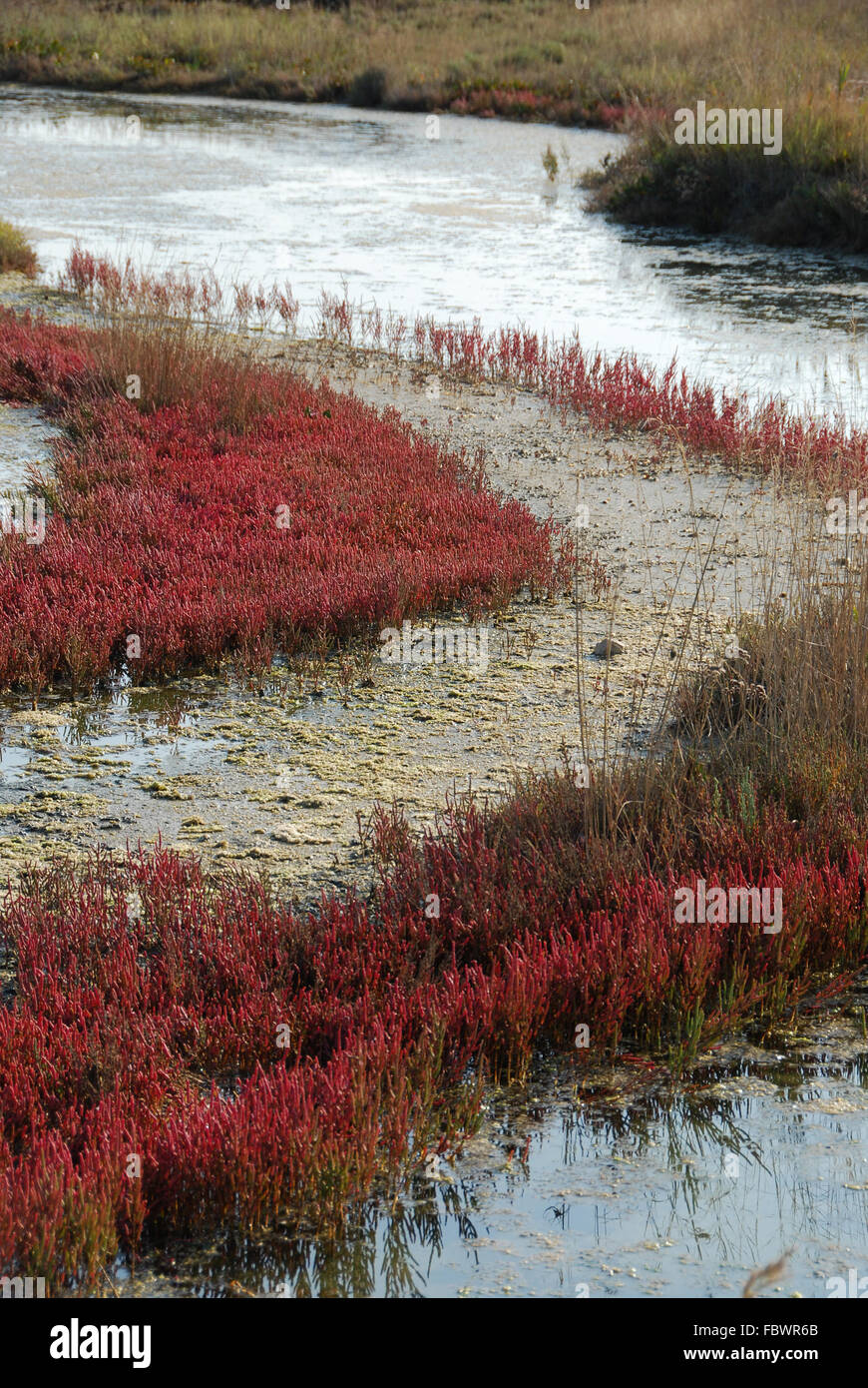 Brackish hi-res stock photography and images - Alamy