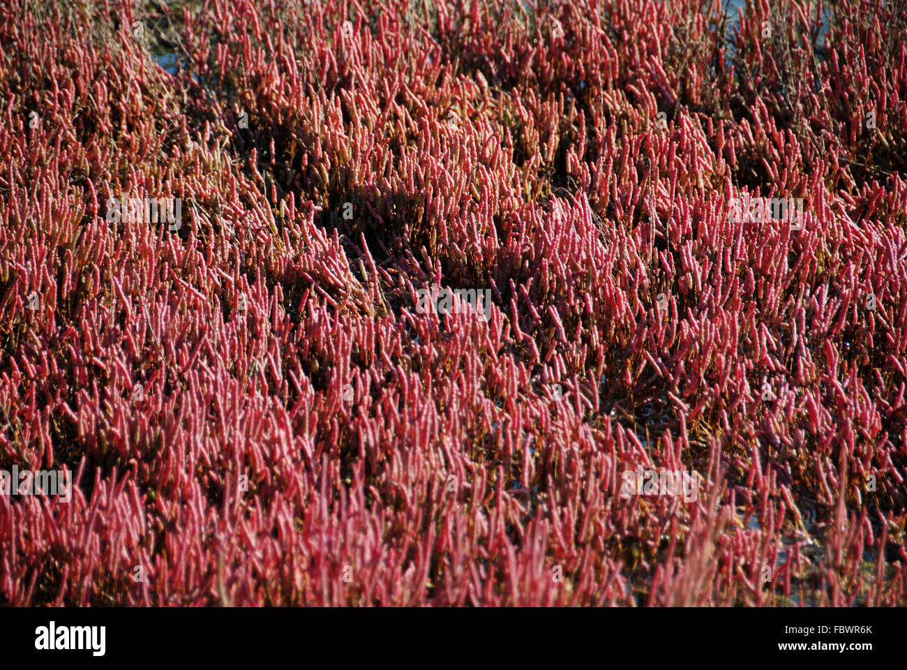 Glasswort hi-res stock photography and images - Alamy