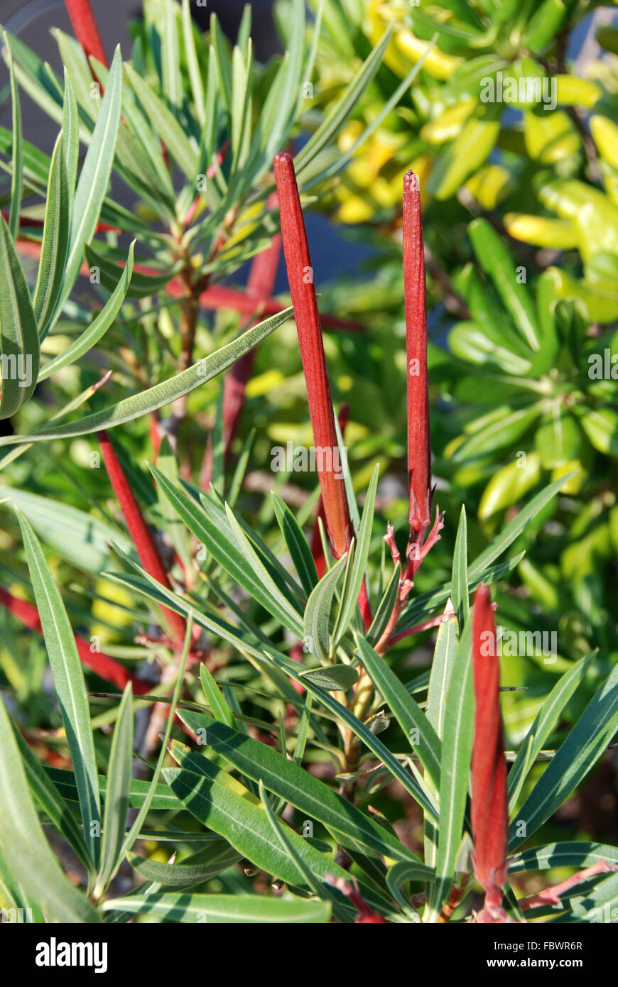 Oleander seed pods Stock Photo - Alamy