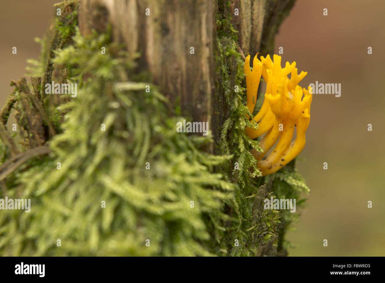 Stag horn hi-res stock photography and images - Alamy