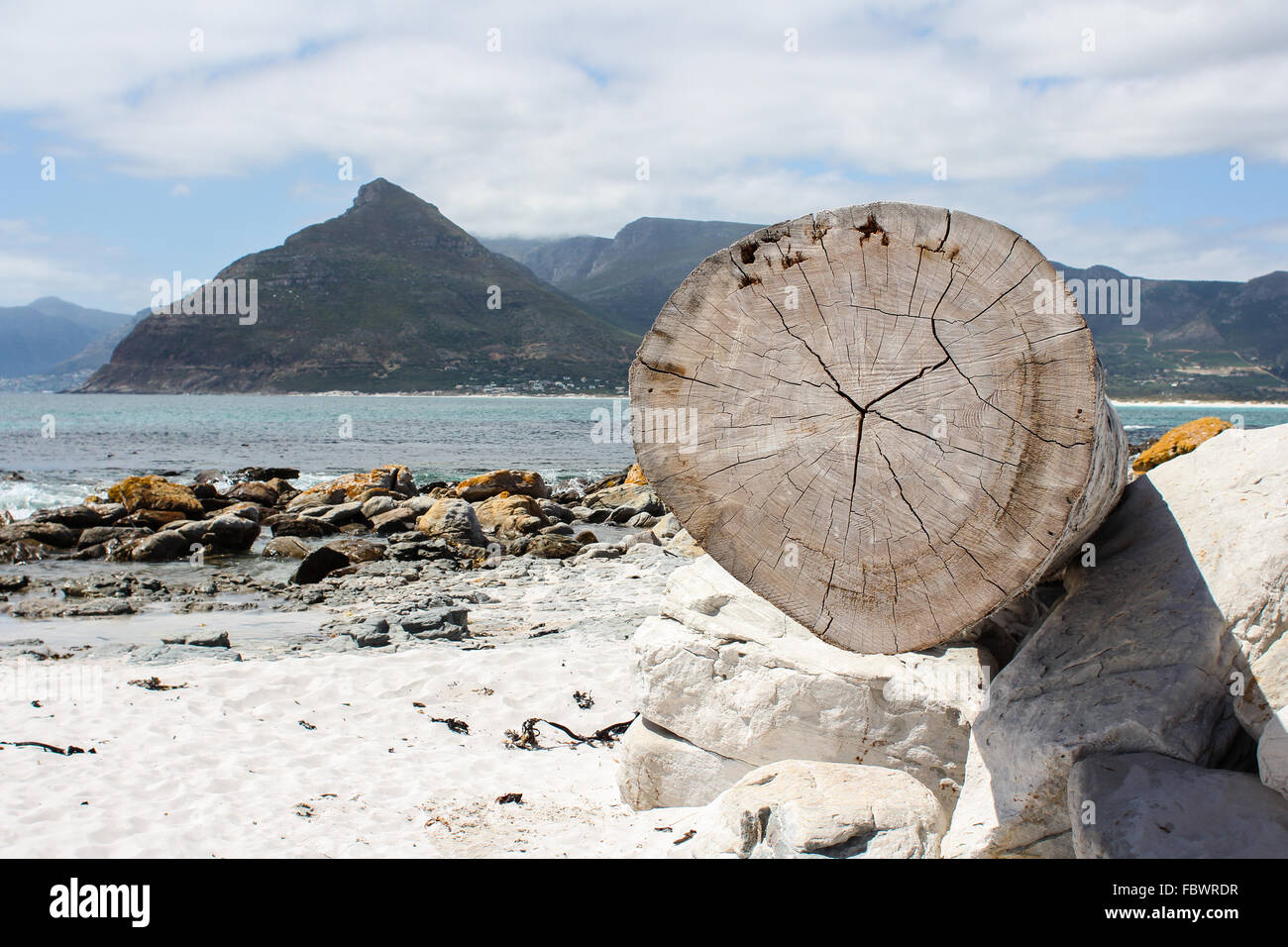 Tree trunk at the beach Stock Photo - Alamy