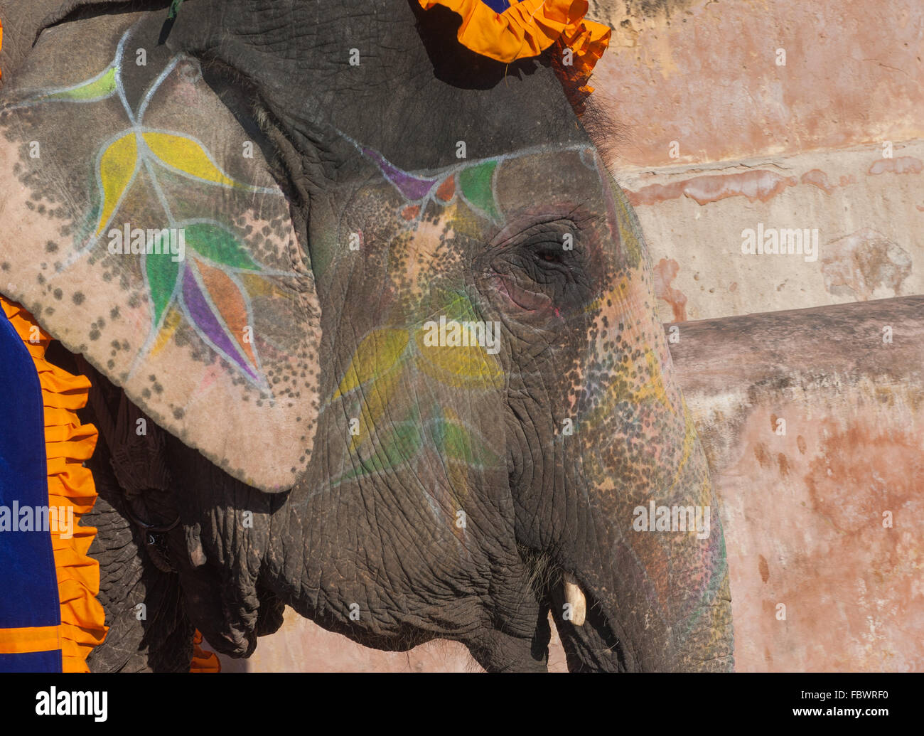 Colourful elephant in Jaipur, Rajasthan, India Stock Photo - Alamy
