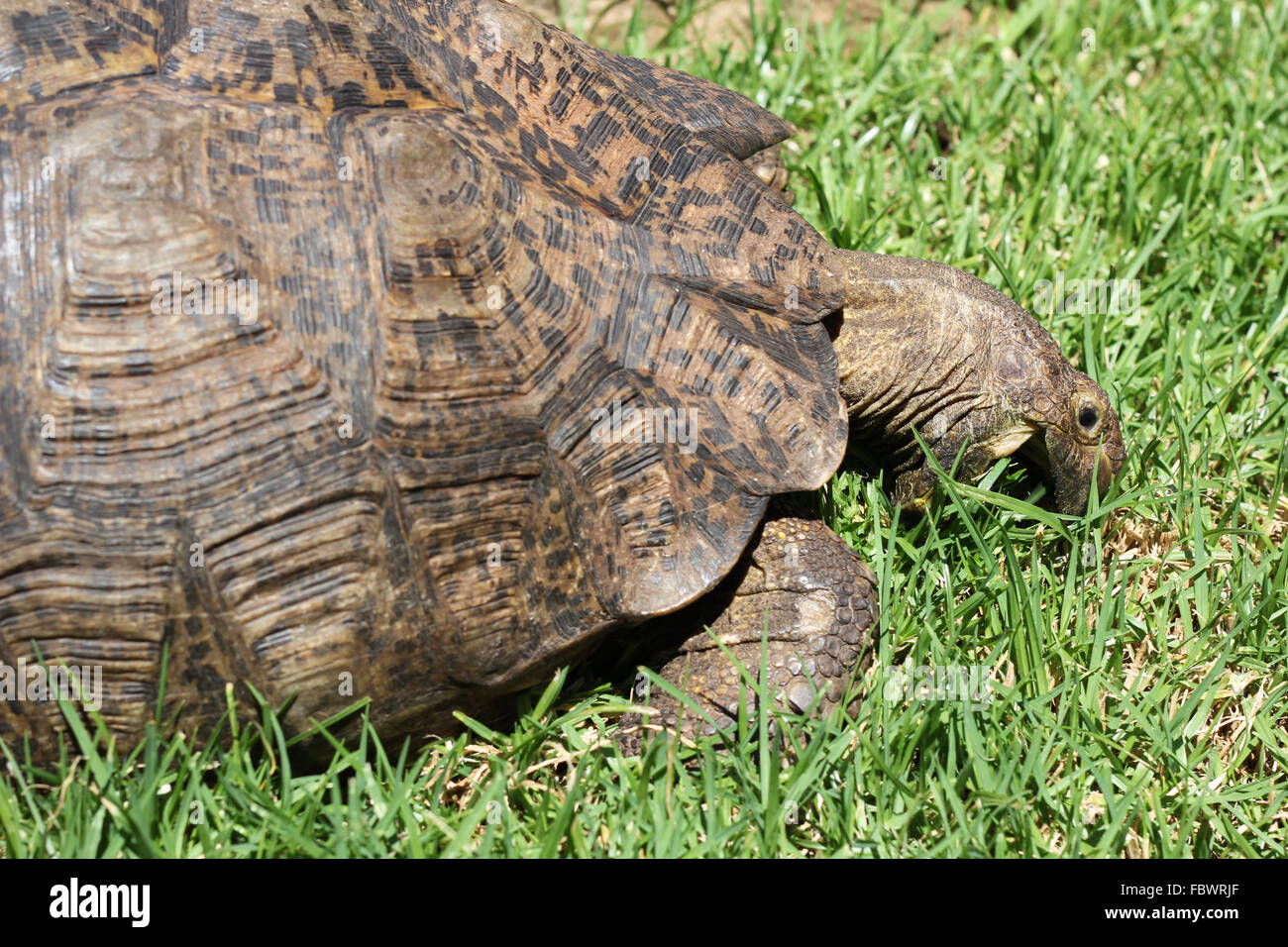 Turtle eating grass Stock Photo - Alamy