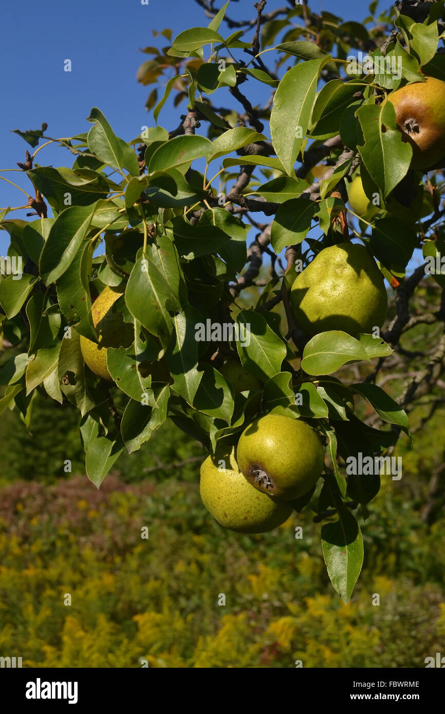 Pears on the tree Stock Photo - Alamy