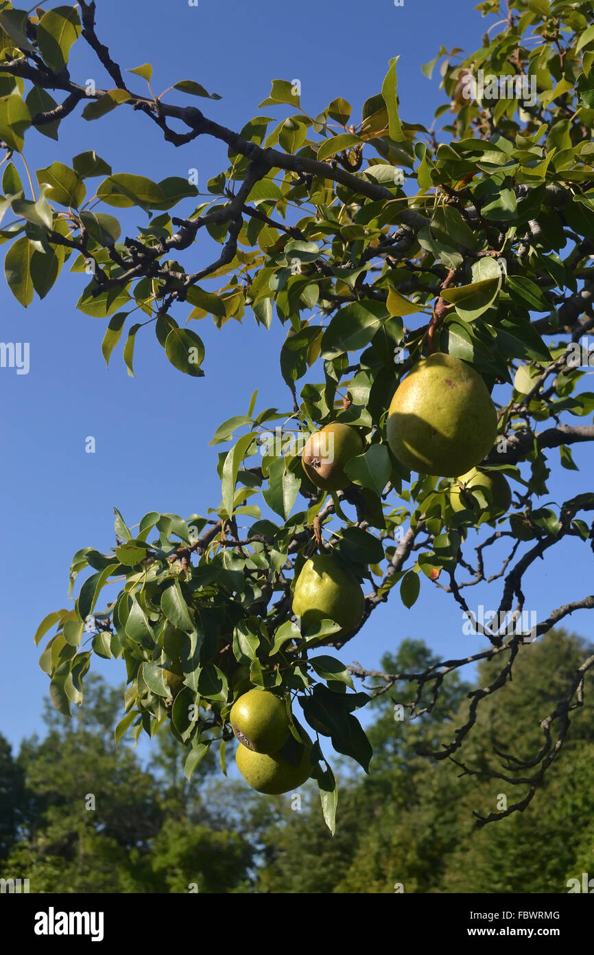Closeup pears on branch Stock Photo - Alamy