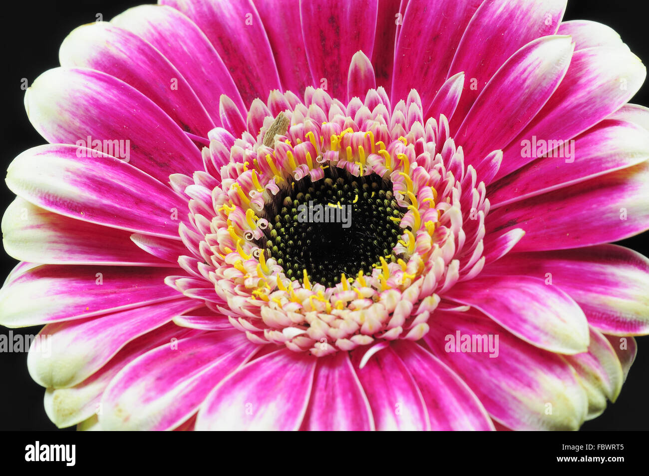 Rosa Gerbera High Resolution Stock Photography and Images - Alamy