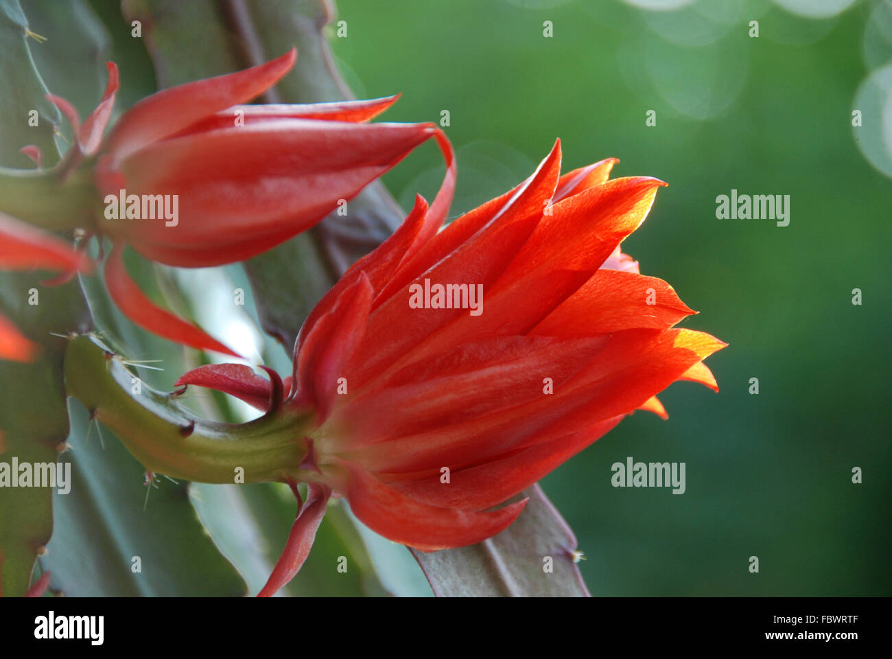 Disocactus hi-res stock photography and images - Alamy