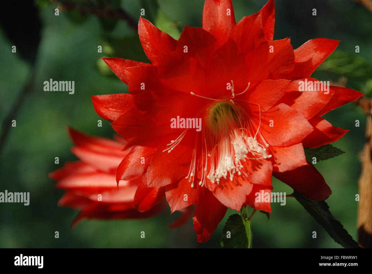 Disocactus hi-res stock photography and images - Alamy