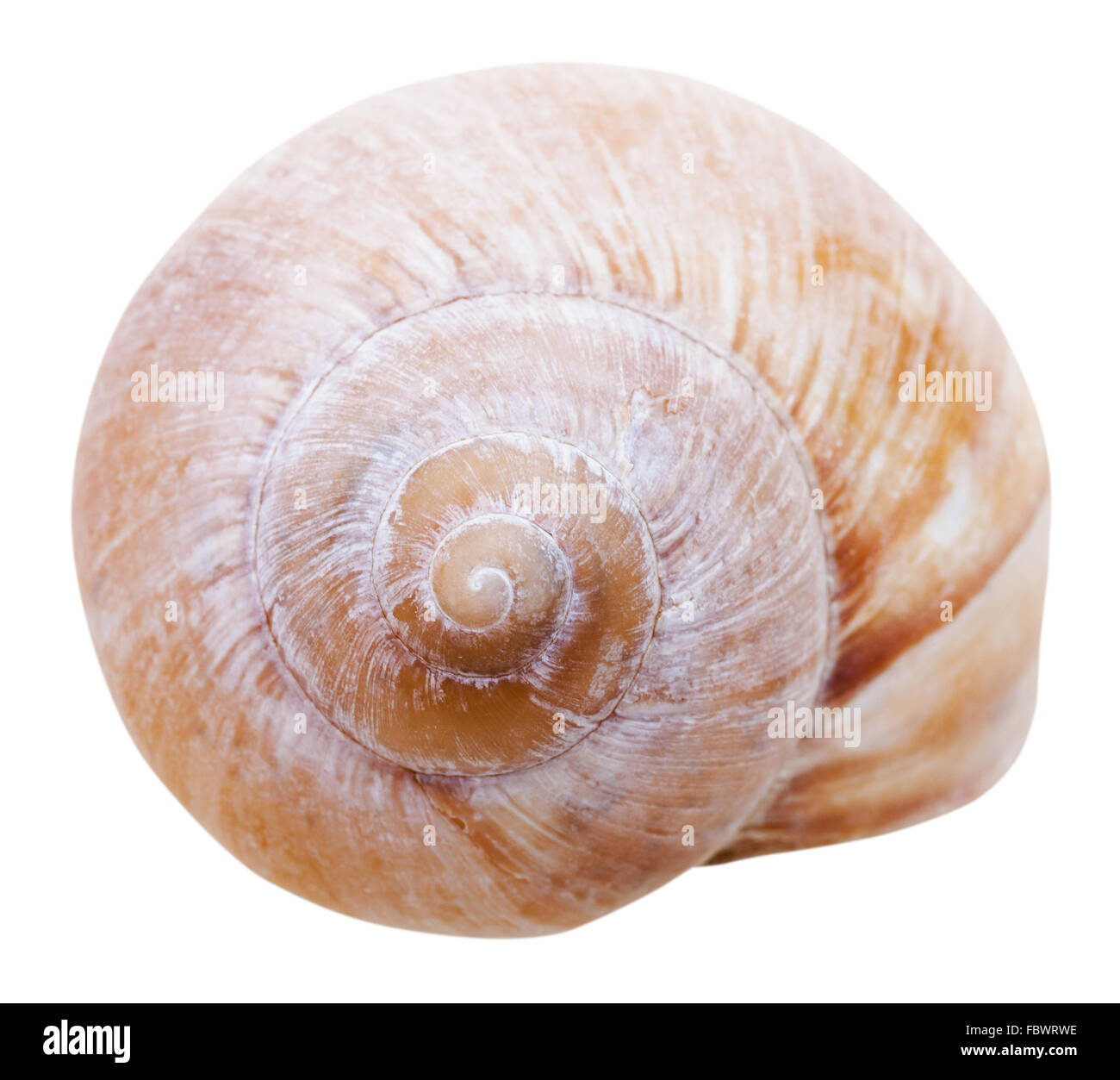 spiral mollusc shell of gastropoda snail isolated on white background ...