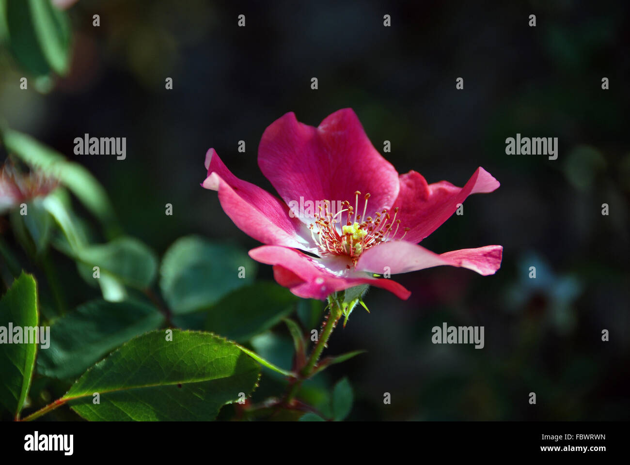 Sweet brier hi-res stock photography and images - Alamy