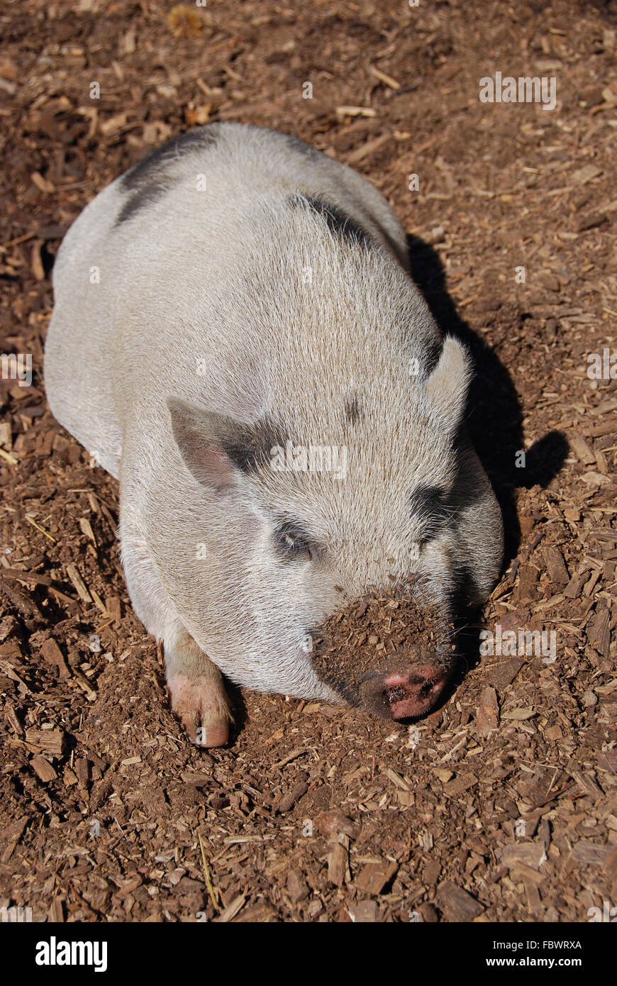 Big pig hi-res stock photography and images - Alamy