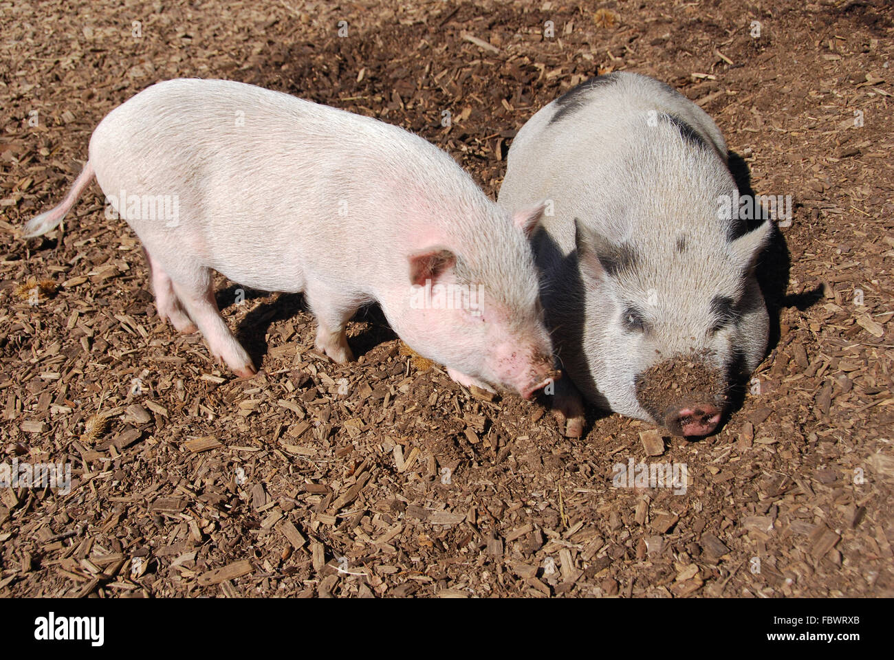 Pig and piglet Stock Photo - Alamy