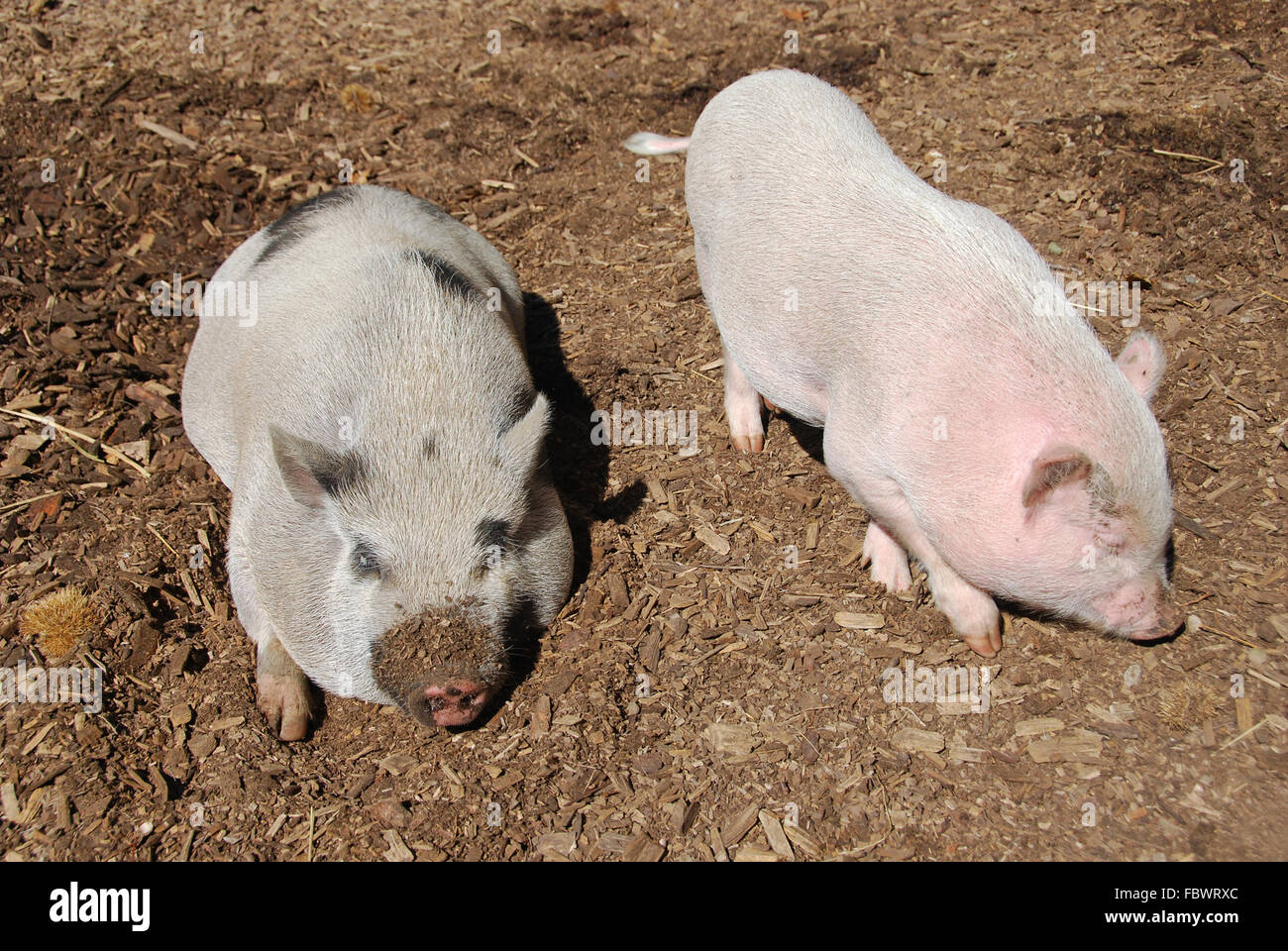 Pig and piglet Stock Photo - Alamy
