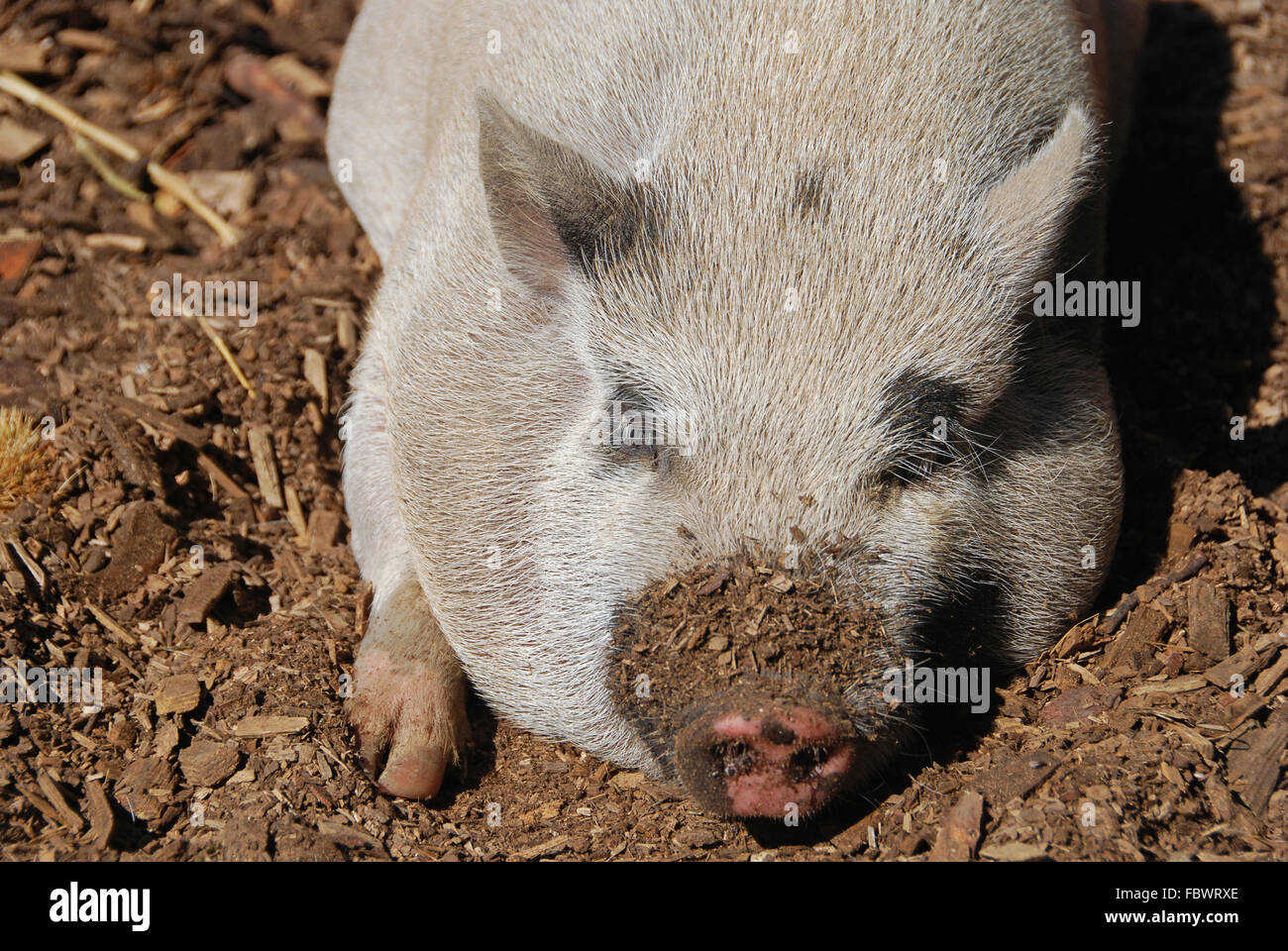 Big Pig High Resolution Stock Photography and Images - Alamy
