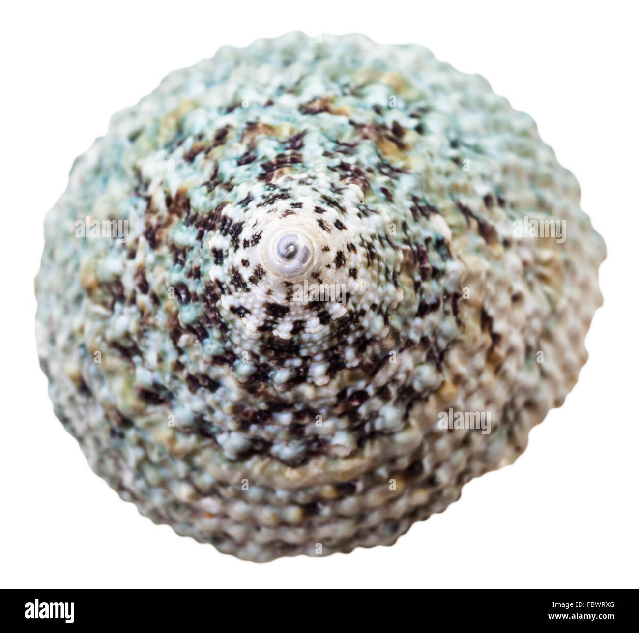 green spiral shell of sea mollusc snail isolated on white background ...