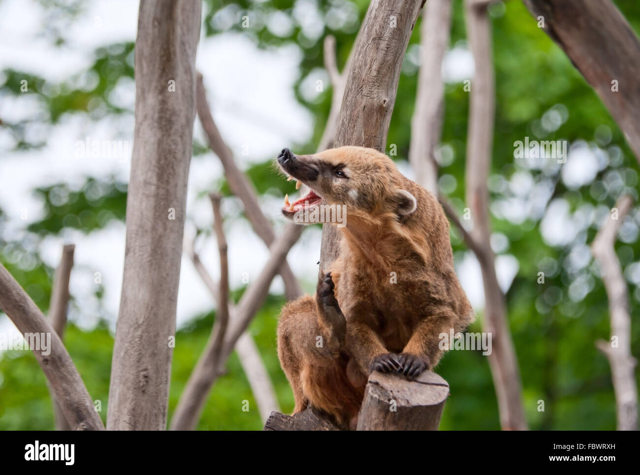 Coati hi-res stock photography and images - Alamy