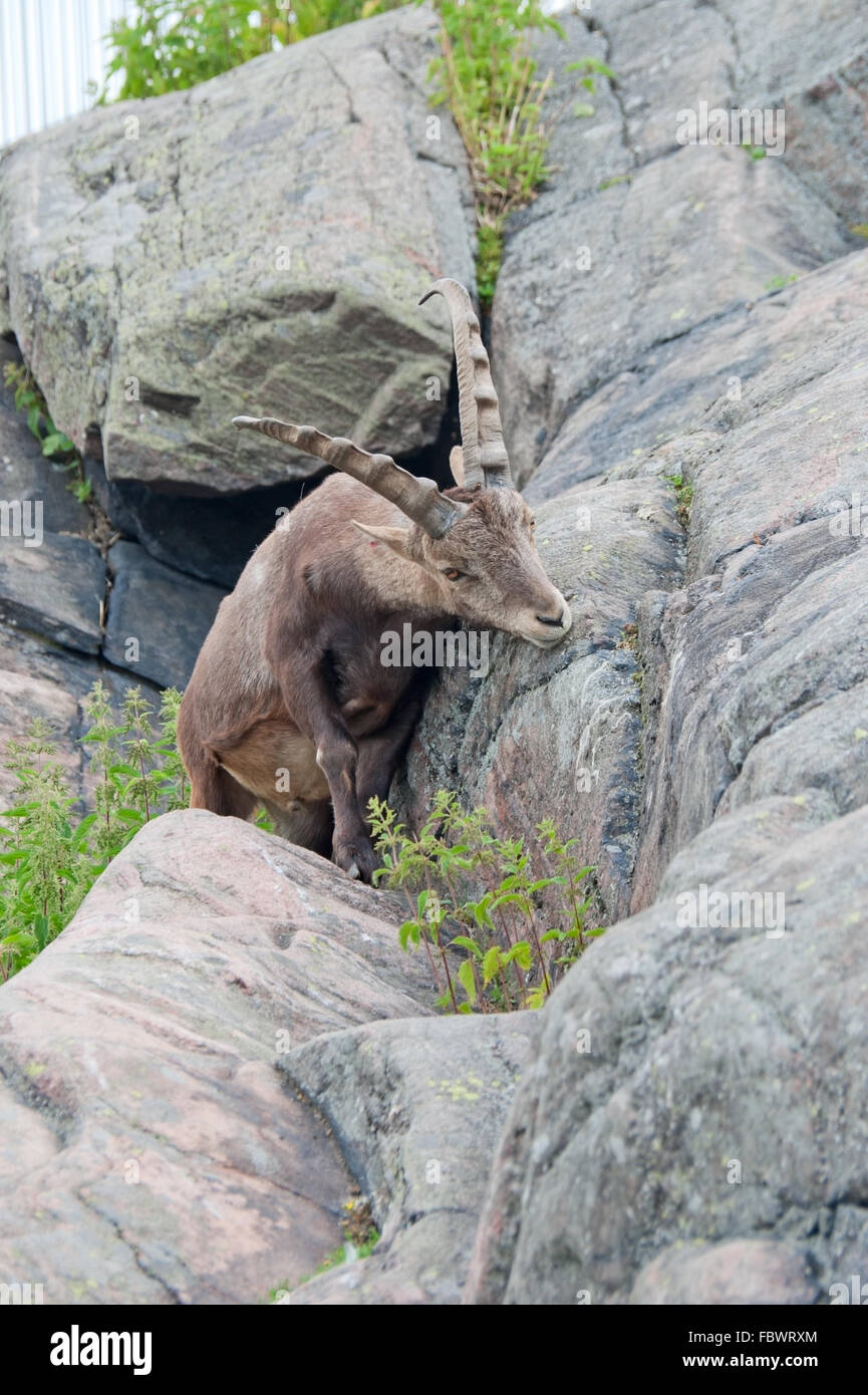 Ibex eye hi-res stock photography and images - Alamy