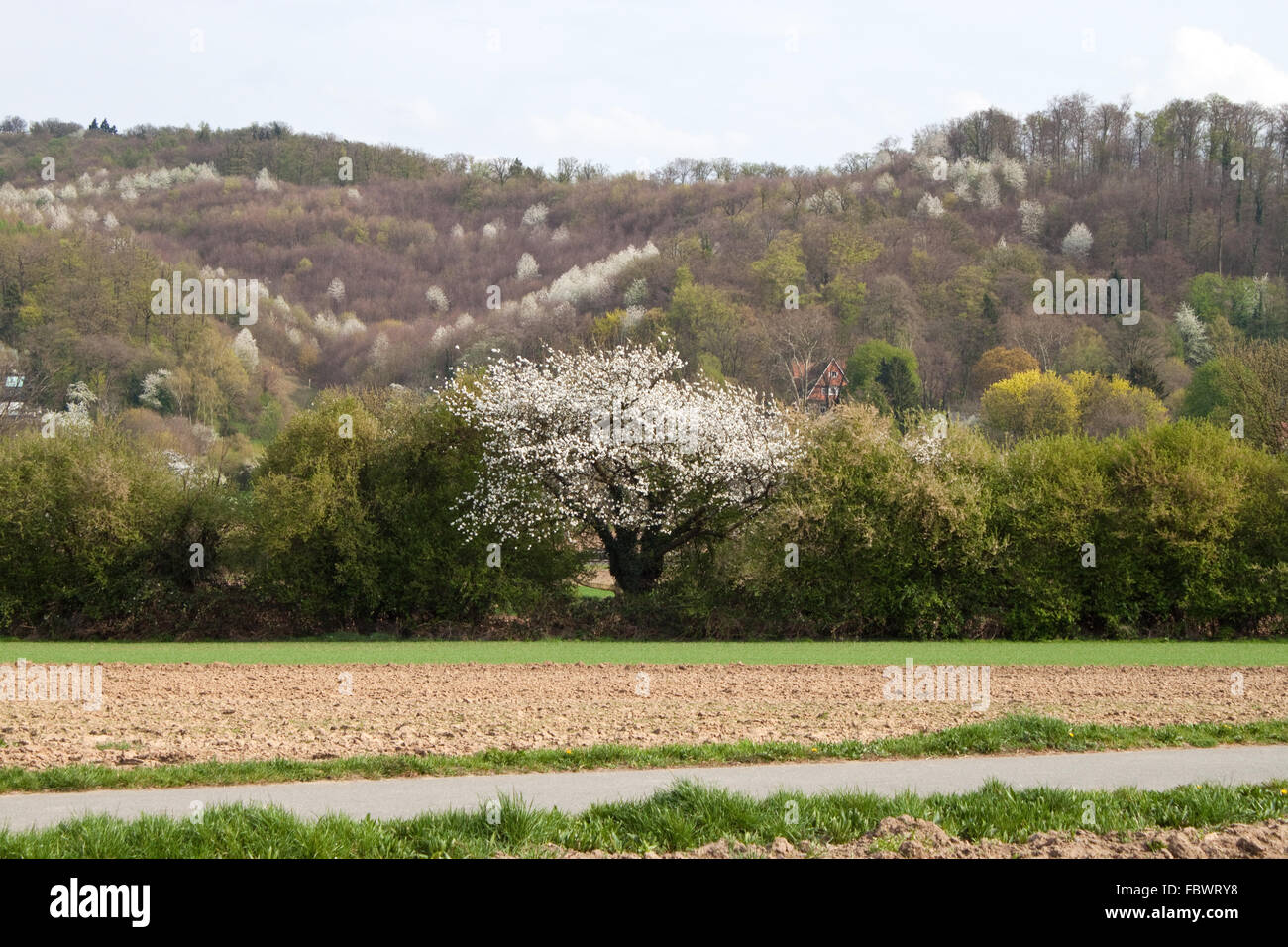 Cherry field hi-res stock photography and images - Alamy