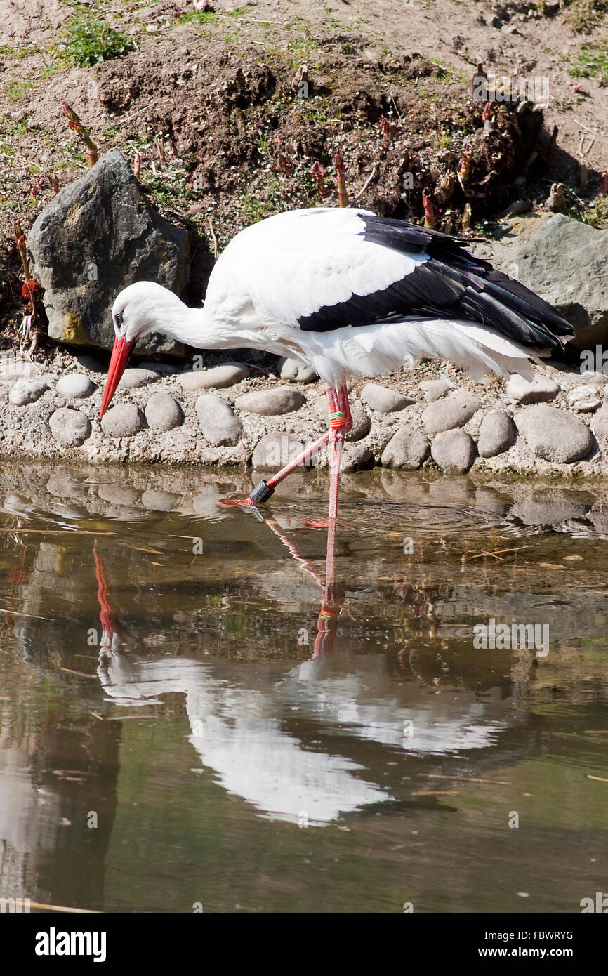 Wading stork hi-res stock photography and images - Alamy