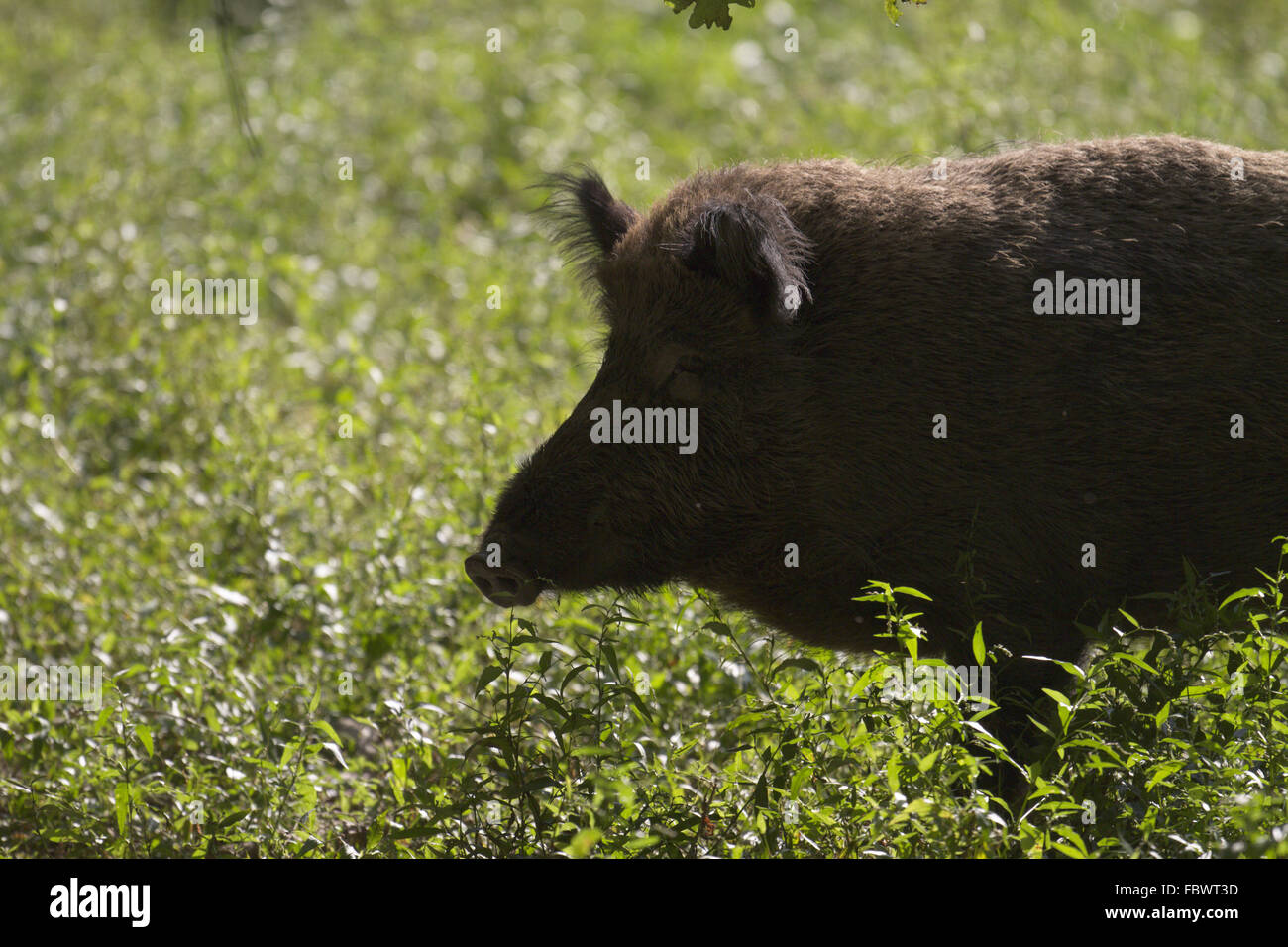 Pic Of Wild Animals High Resolution Stock Photography and Images - Alamy
