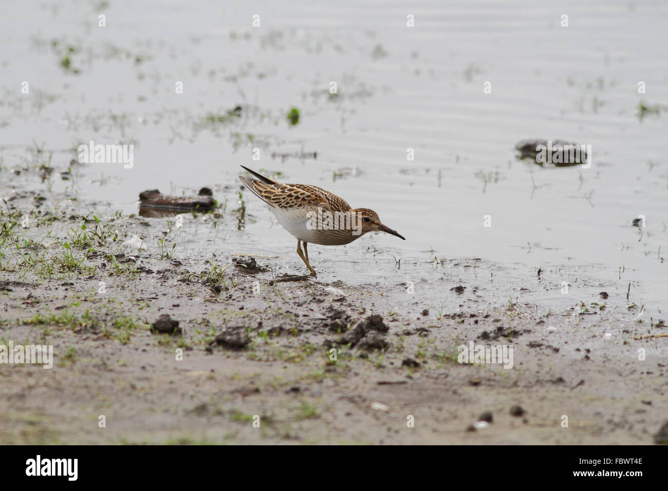 Pectoral sandpiper hi-res stock photography and images - Alamy