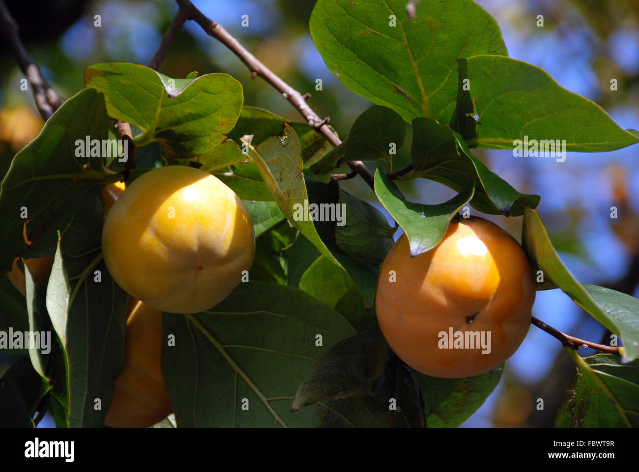 Persimmon colour hi-res stock photography and images - Alamy