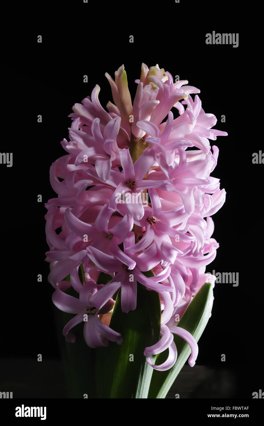 Gartenhyazinthen hi-res stock photography and images - Alamy