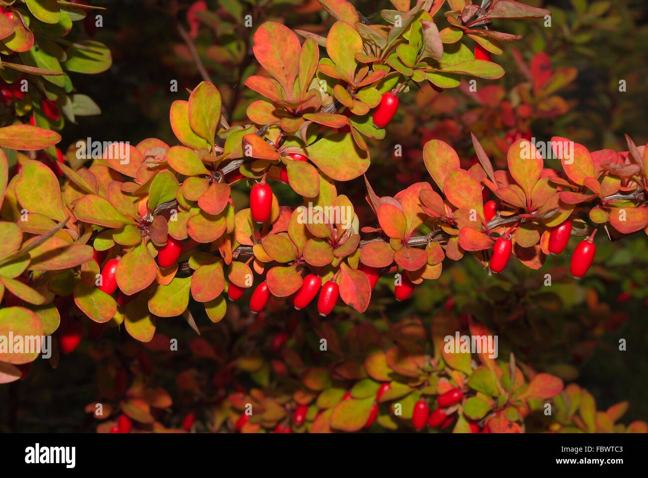 Berries branch hi-res stock photography and images - Alamy