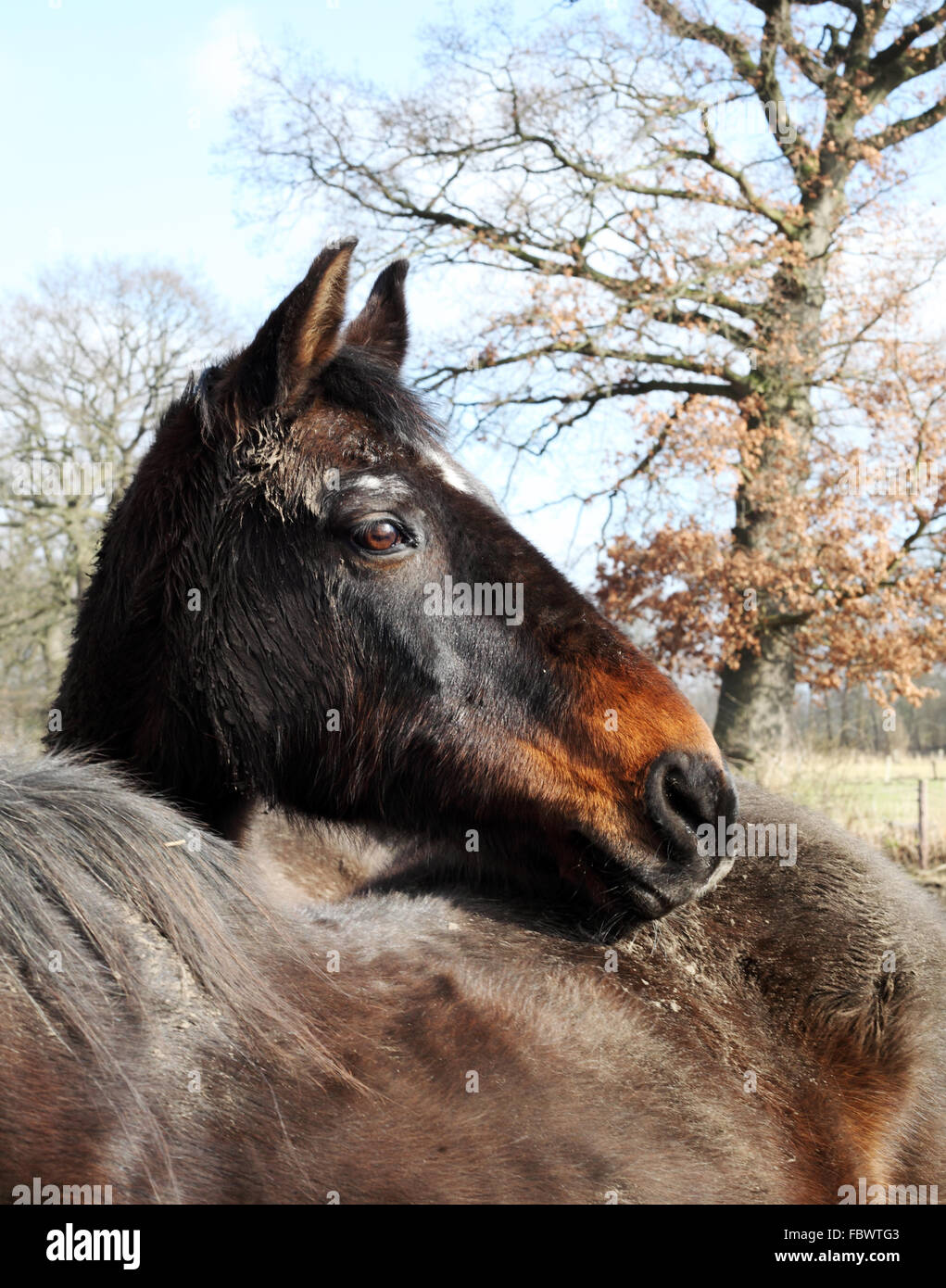 Potrait of a horse hi-res stock photography and images - Alamy